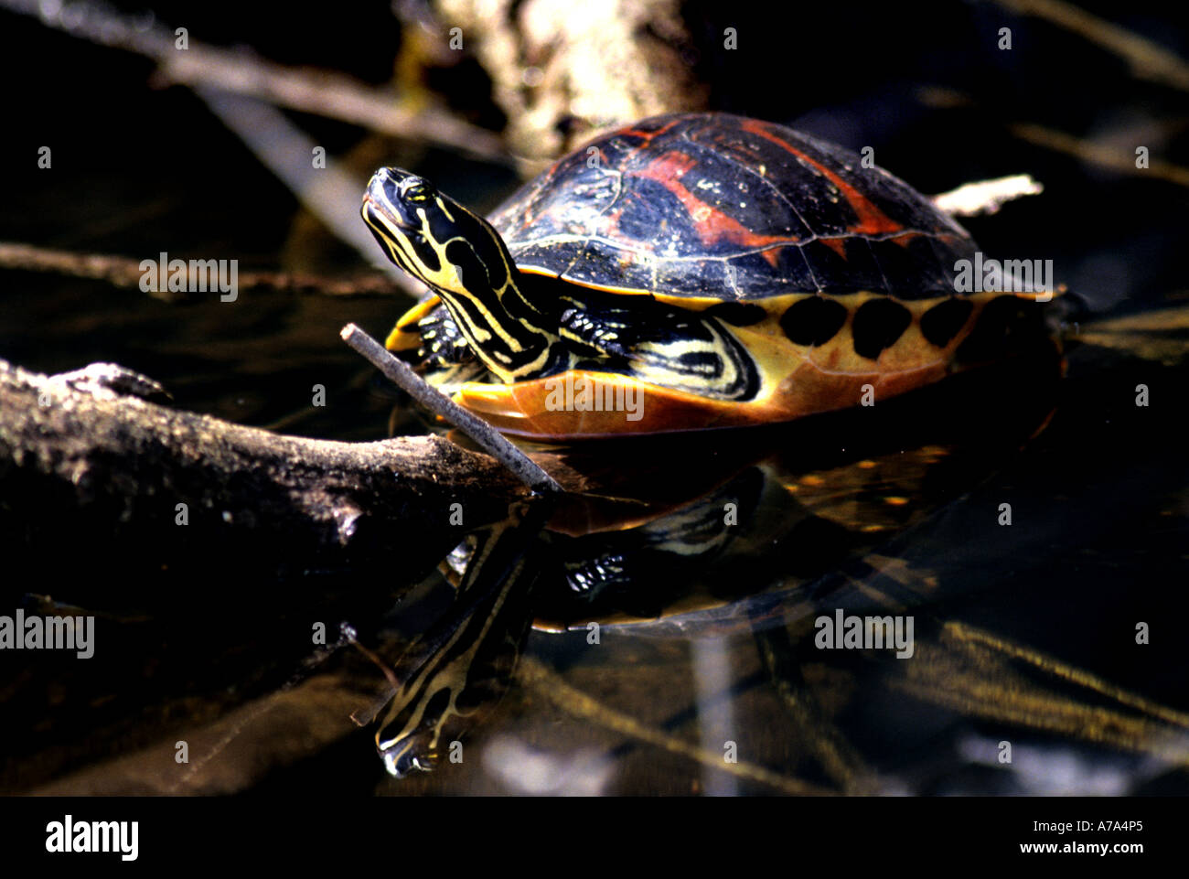 Florida red bellied turtle Everglades Swamp Wild Stock Photo - Alamy