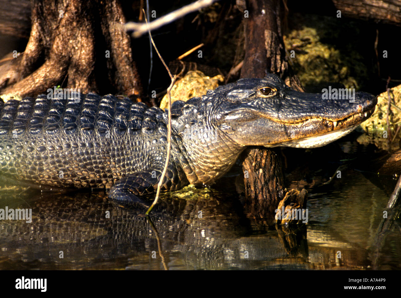 American Alligator Florida Everglades Swamp Wild Stock Photo - Alamy