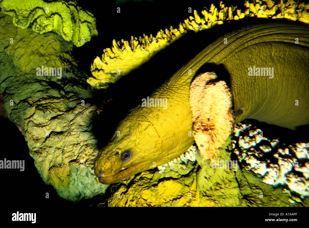 American fish hi-res stock photography and images - Alamy