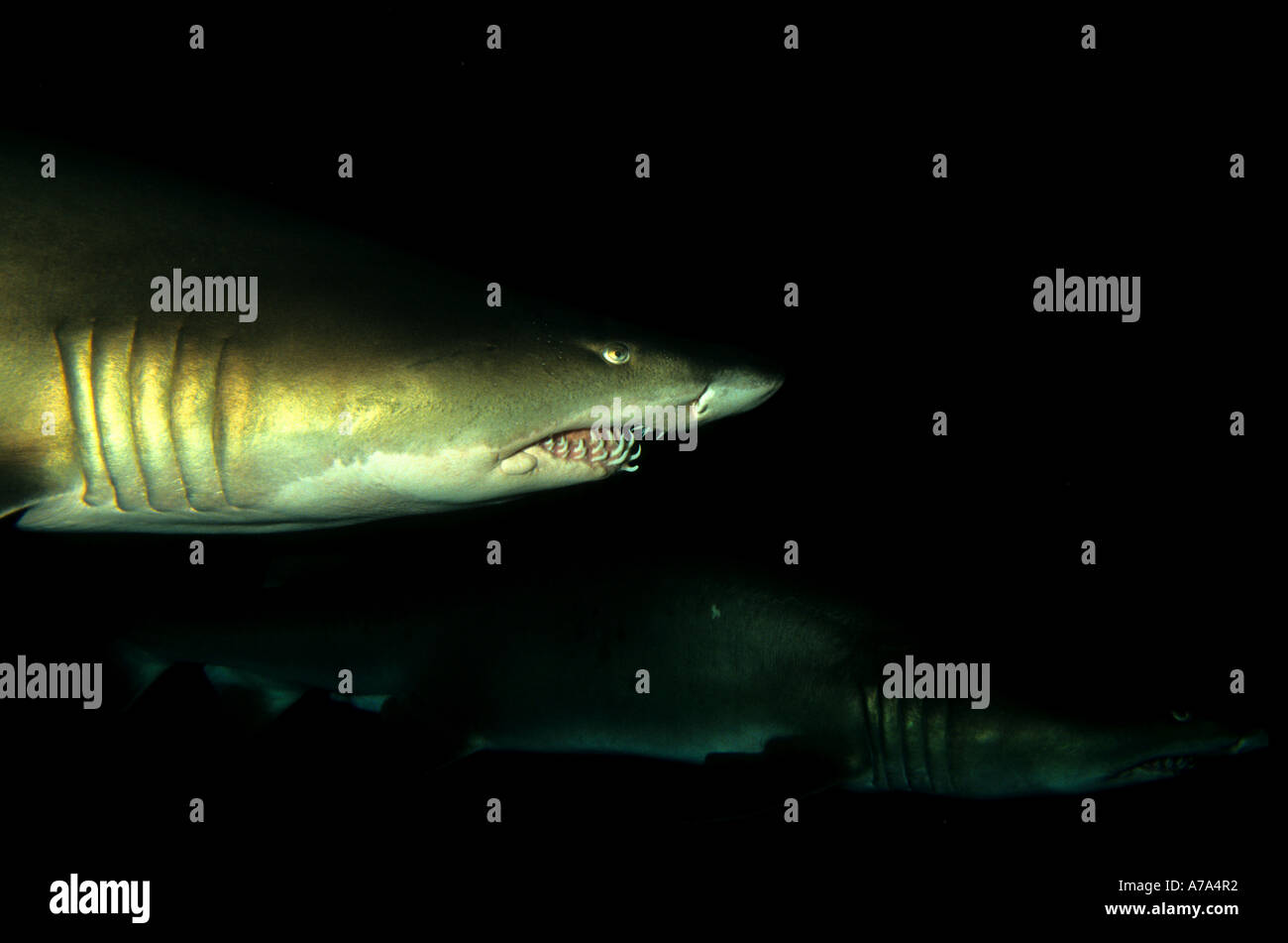 Shark underwater plants hi-res stock photography and images - Alamy