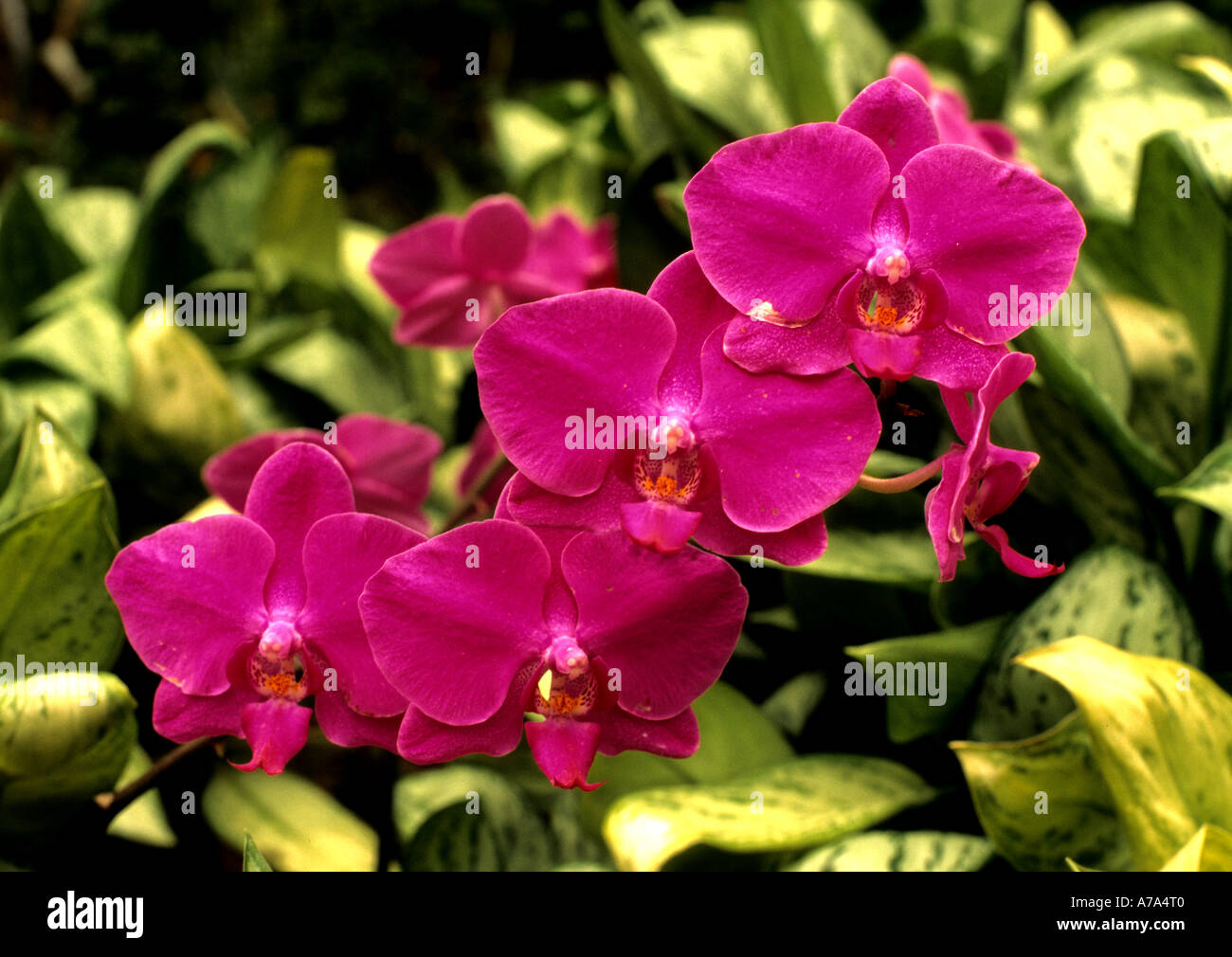 Orchids Of China Stock Photos & Orchids Of China Stock Images - Alamy