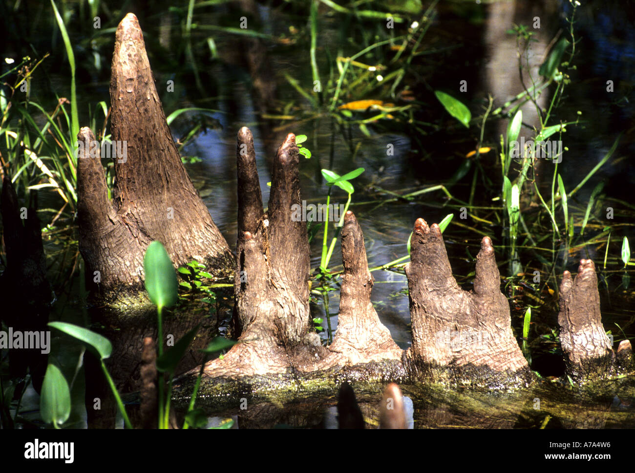 Everglades National Park Florida red mangroves in tidal swamp Stock ...