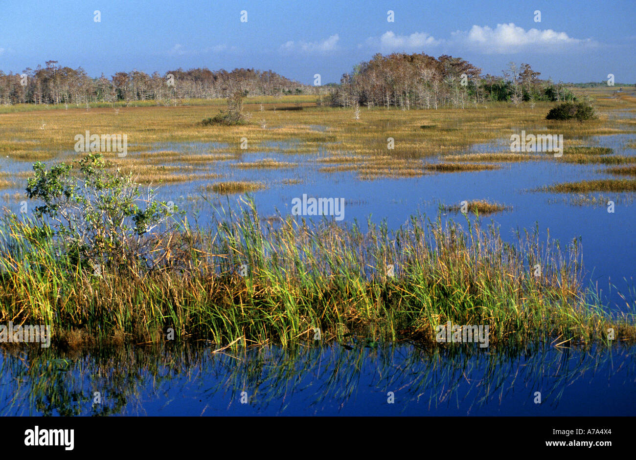 Everglades swamp marsh water wild wetland wild Stock Photo - Alamy
