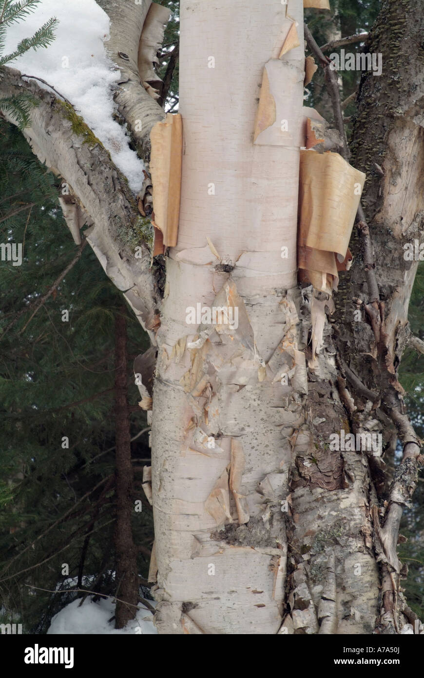 Birch tree forest in New England USA Stock Photo - Alamy