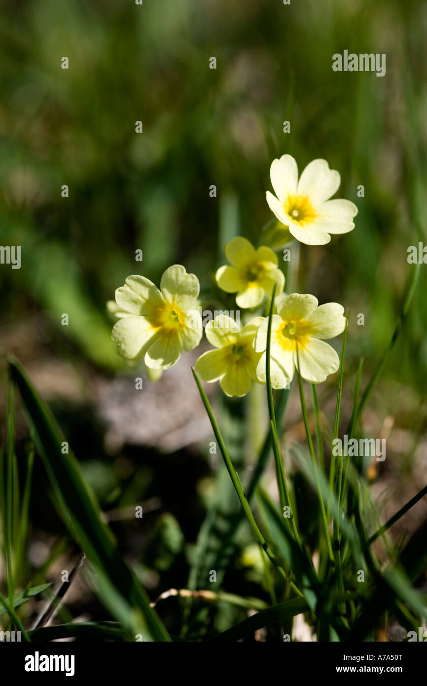 Primrose yellow flower naturally growing in the Alps Stock Photo - Alamy