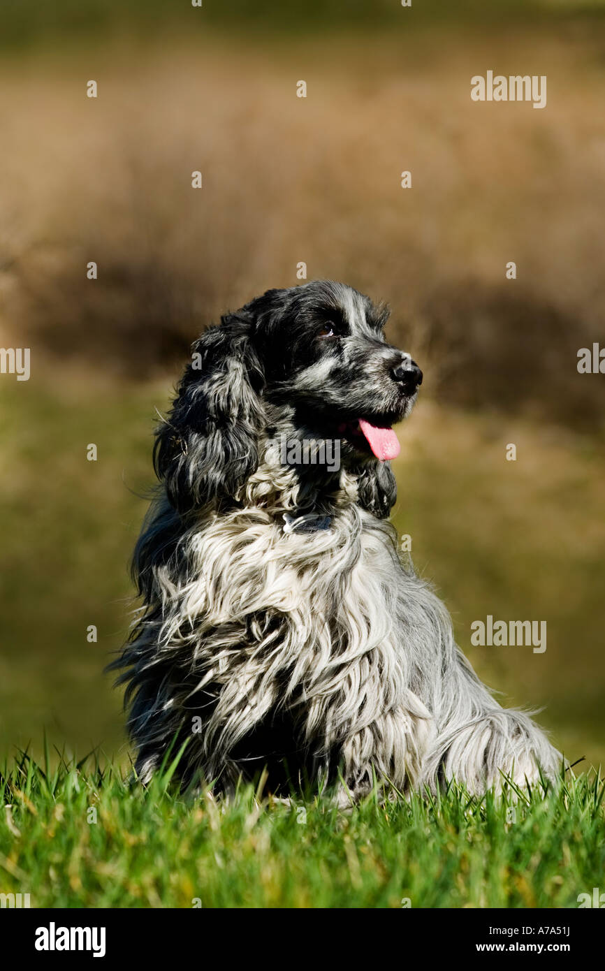 Cocker spaniel blue roano Stock Photo - Alamy