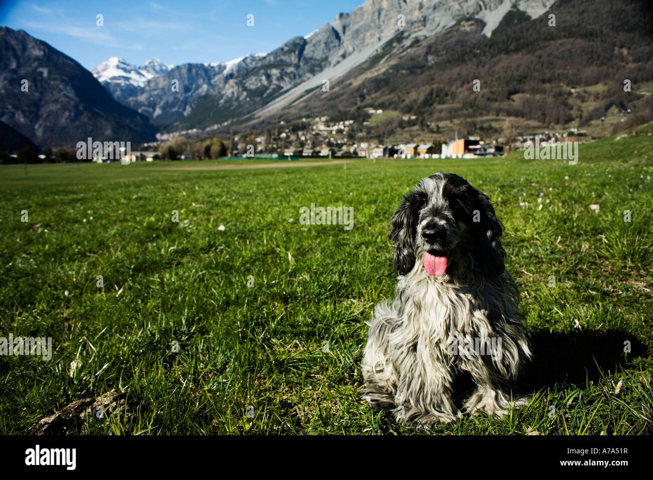 Alpine spaniel hi-res stock photography and images - Alamy
