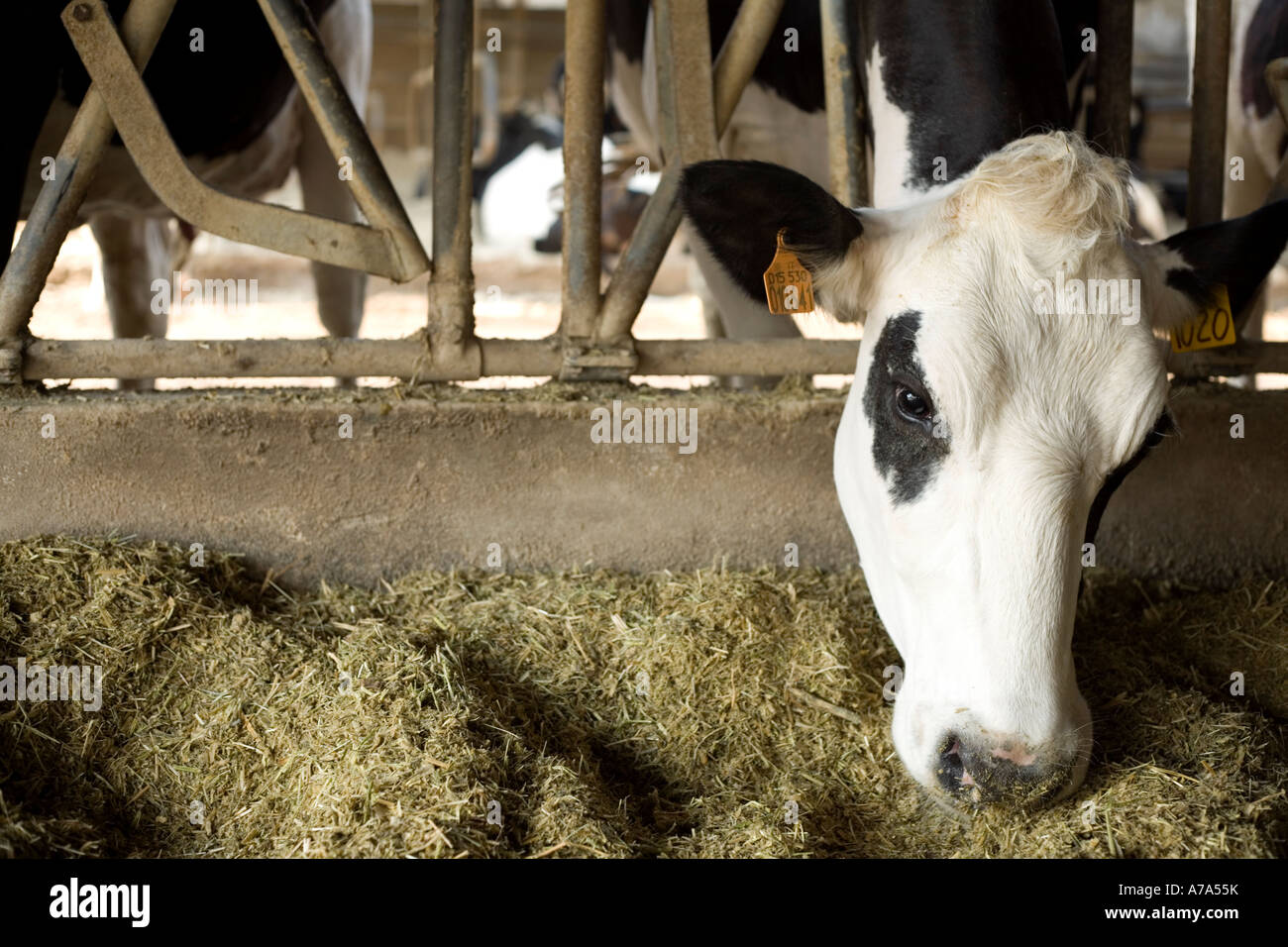 Cow eating in a farm Stock Photo - Alamy