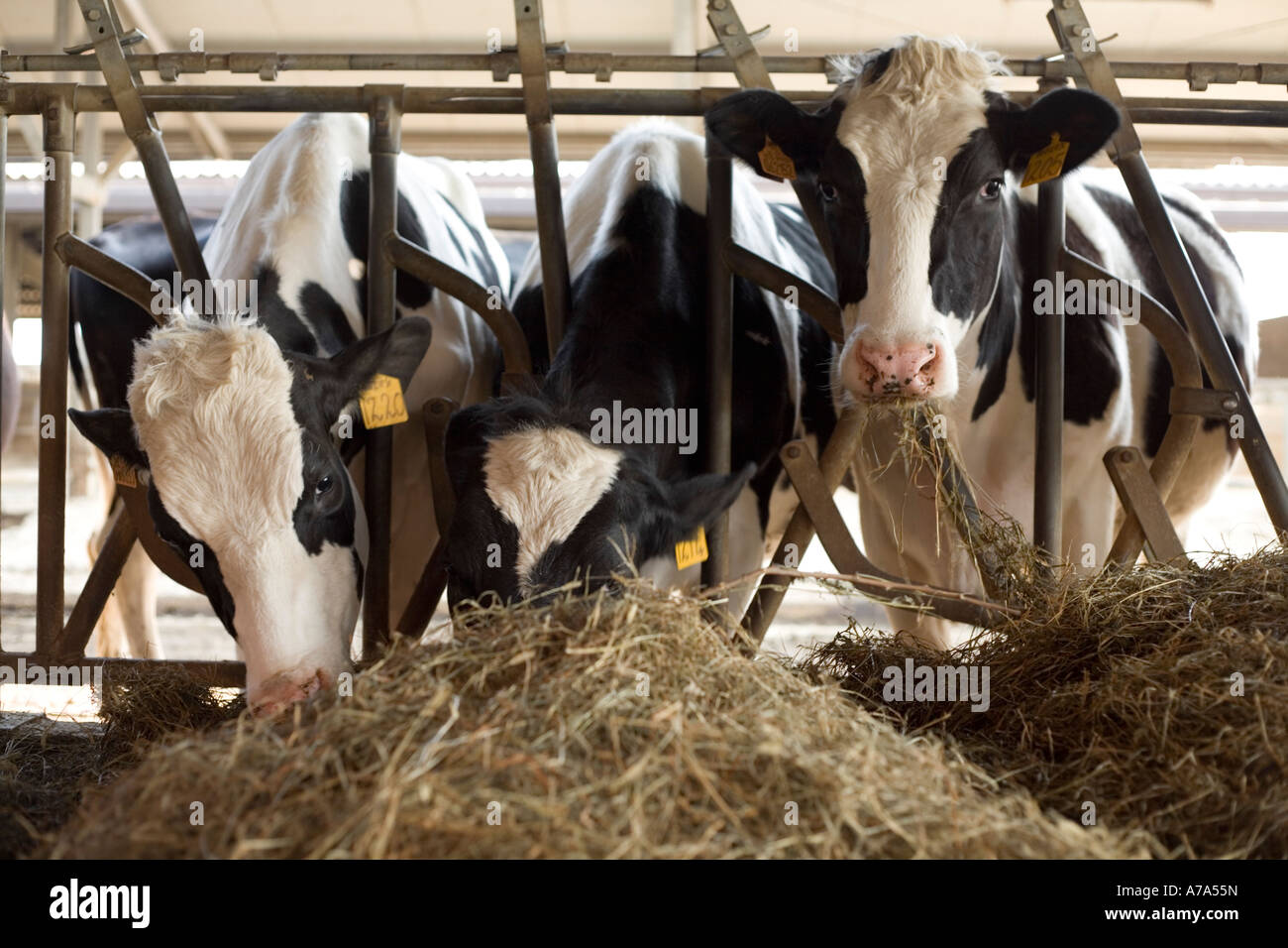 Milk cows breeding Stock Photo - Alamy