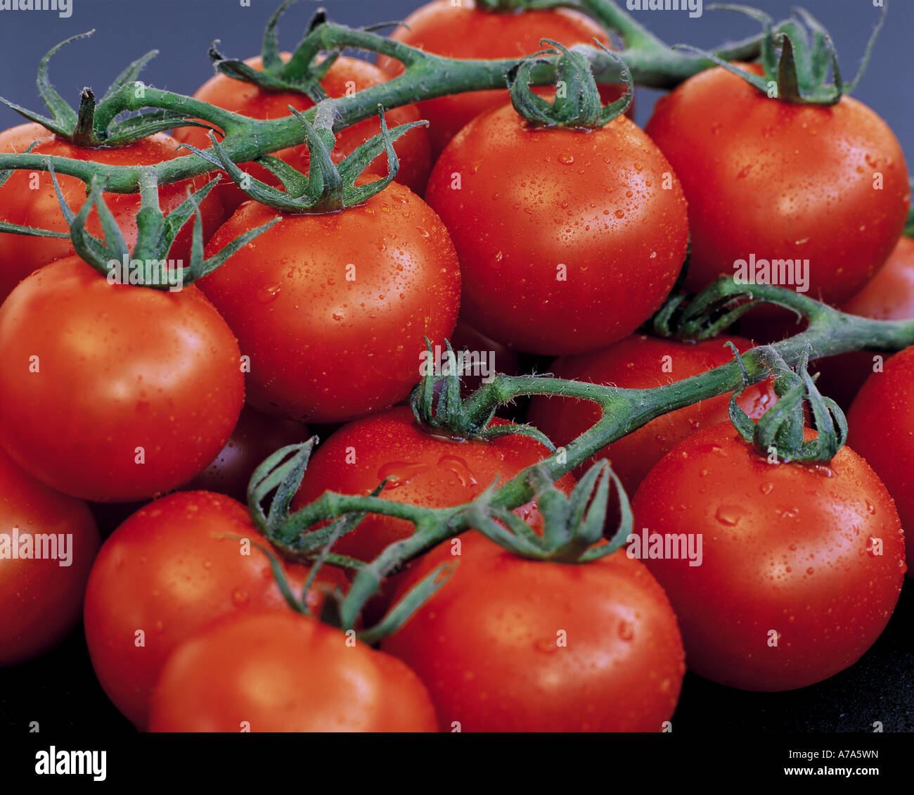 Tomato on vine Stock Photo - Alamy