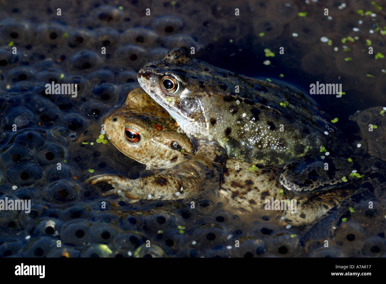Common Frog mistakenly in amplexus with female Common Toad Stock Photo ...