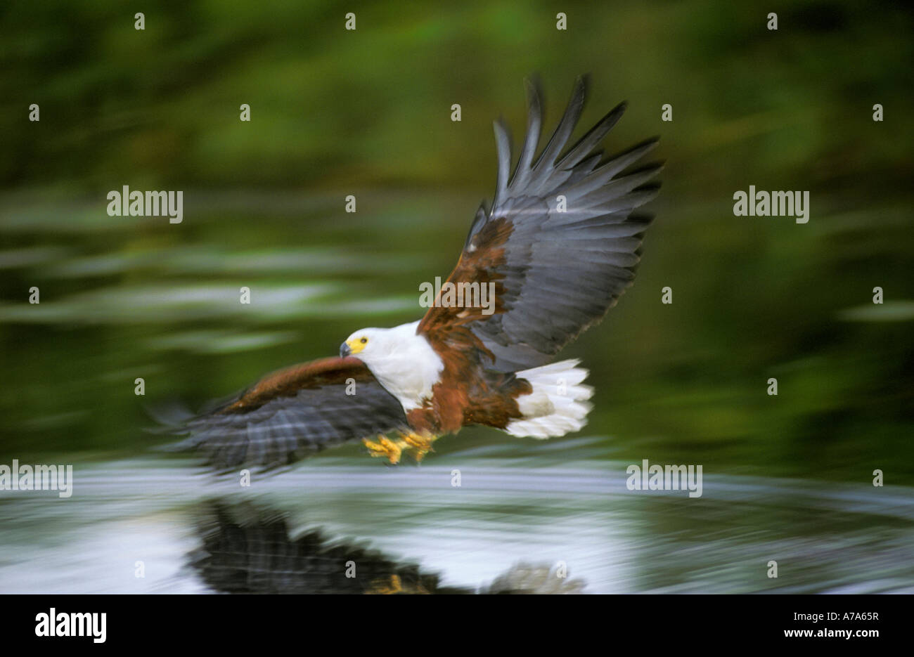 African fish eagle in flight stooping with talons extended Jedibe ...