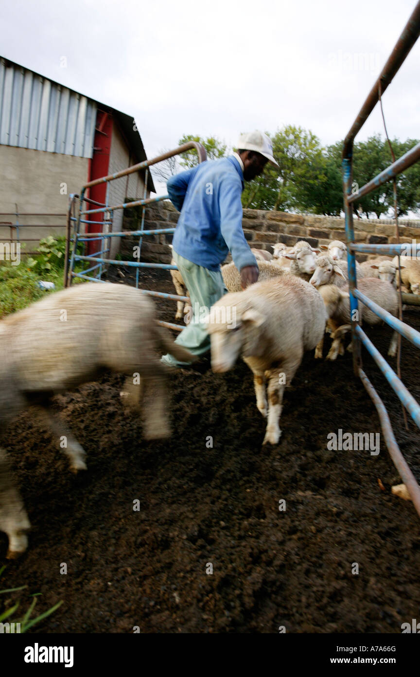 Sheep gate hi-res stock photography and images - Alamy