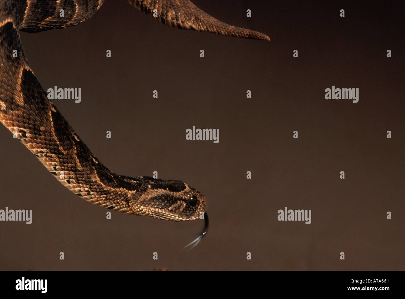 Puffadder with tongue sticking out This snake is poisonous and is the ...