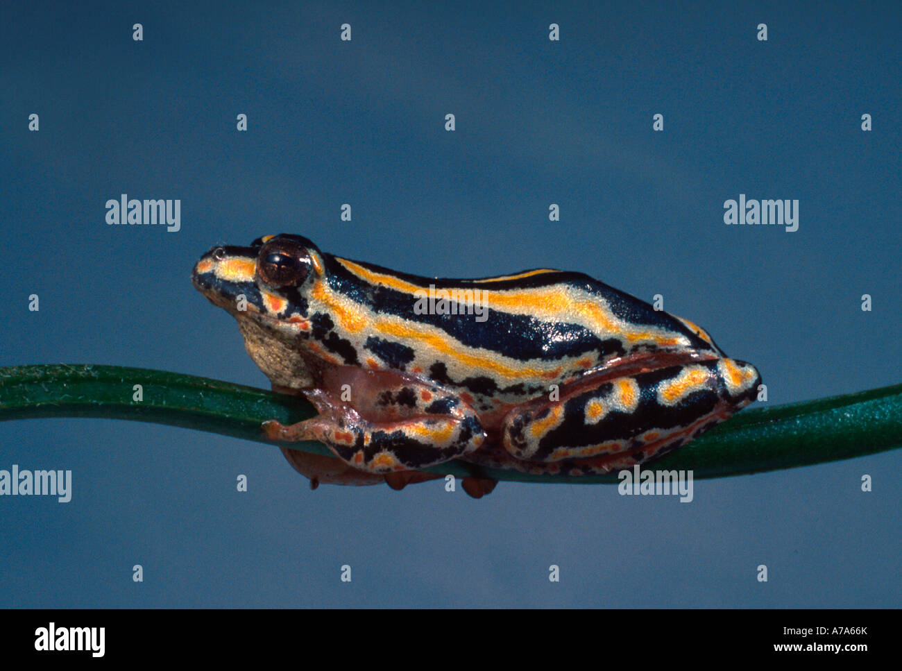 Painted reed frog sitting on a reed Kruger National Park Mpumalanga ...