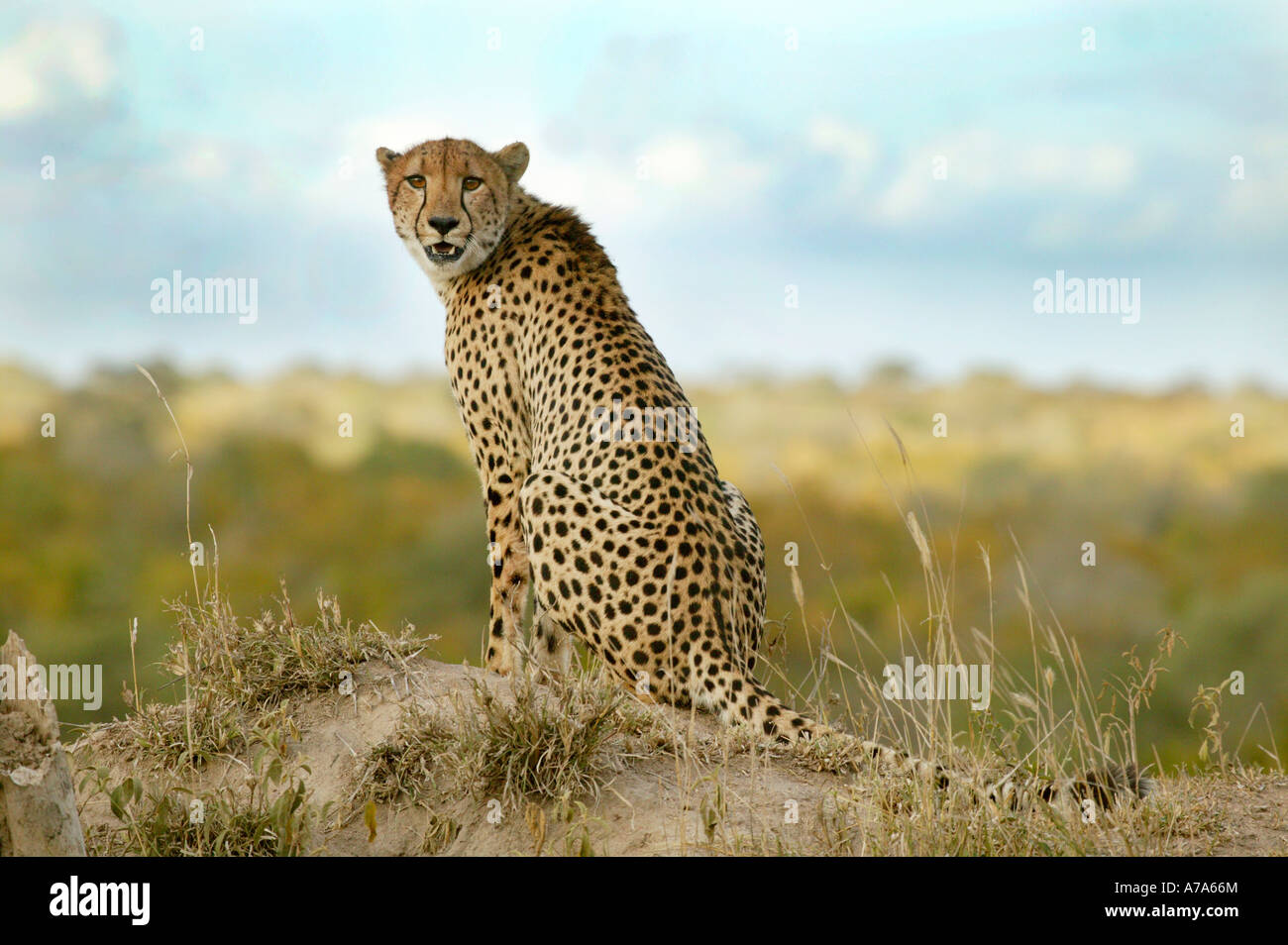 A lone cheetah looking back over its shoulder while seated on an ...