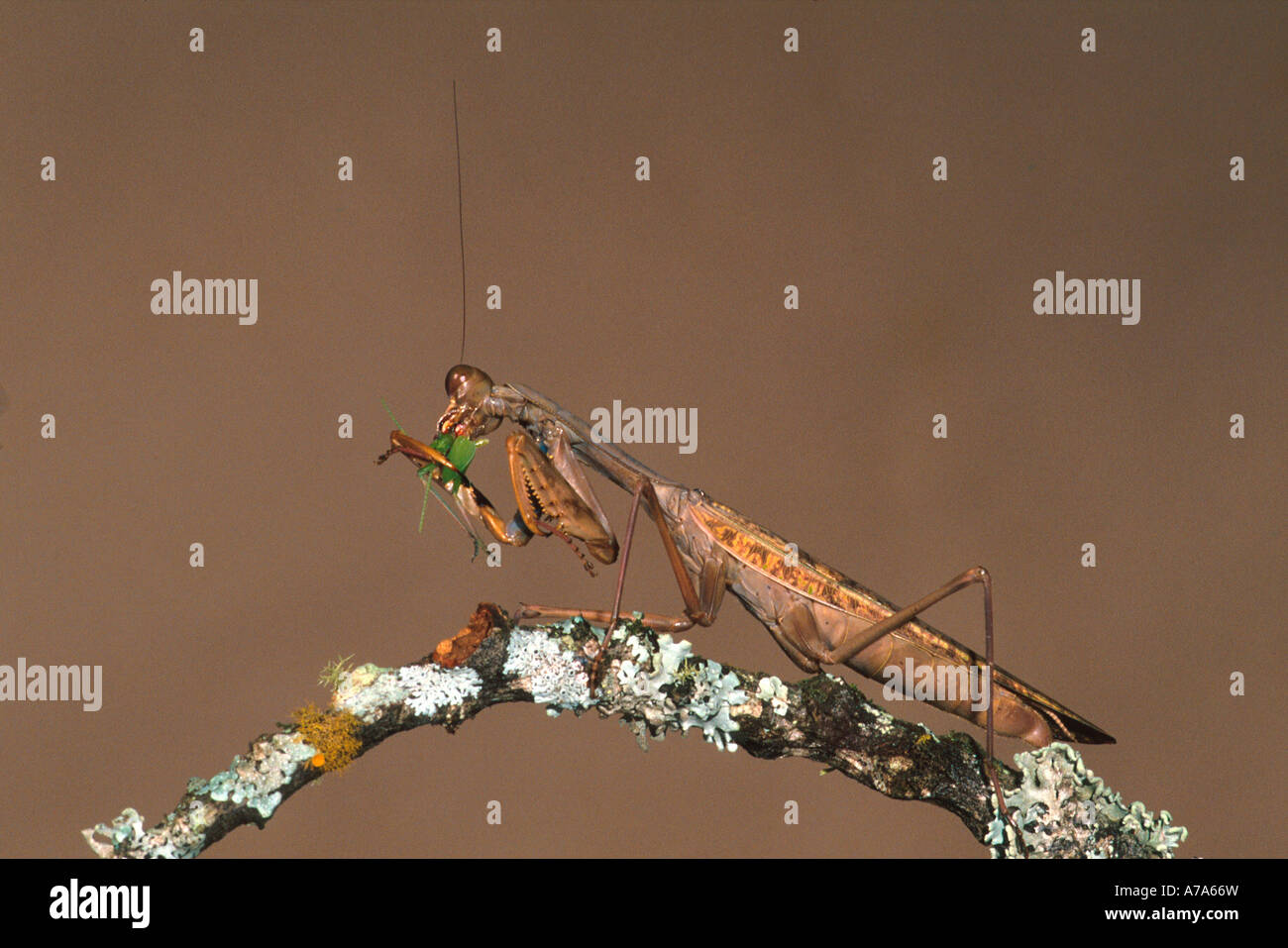 Preying mantis feeding on a bladder insect Sabie Mpumalanga South ...