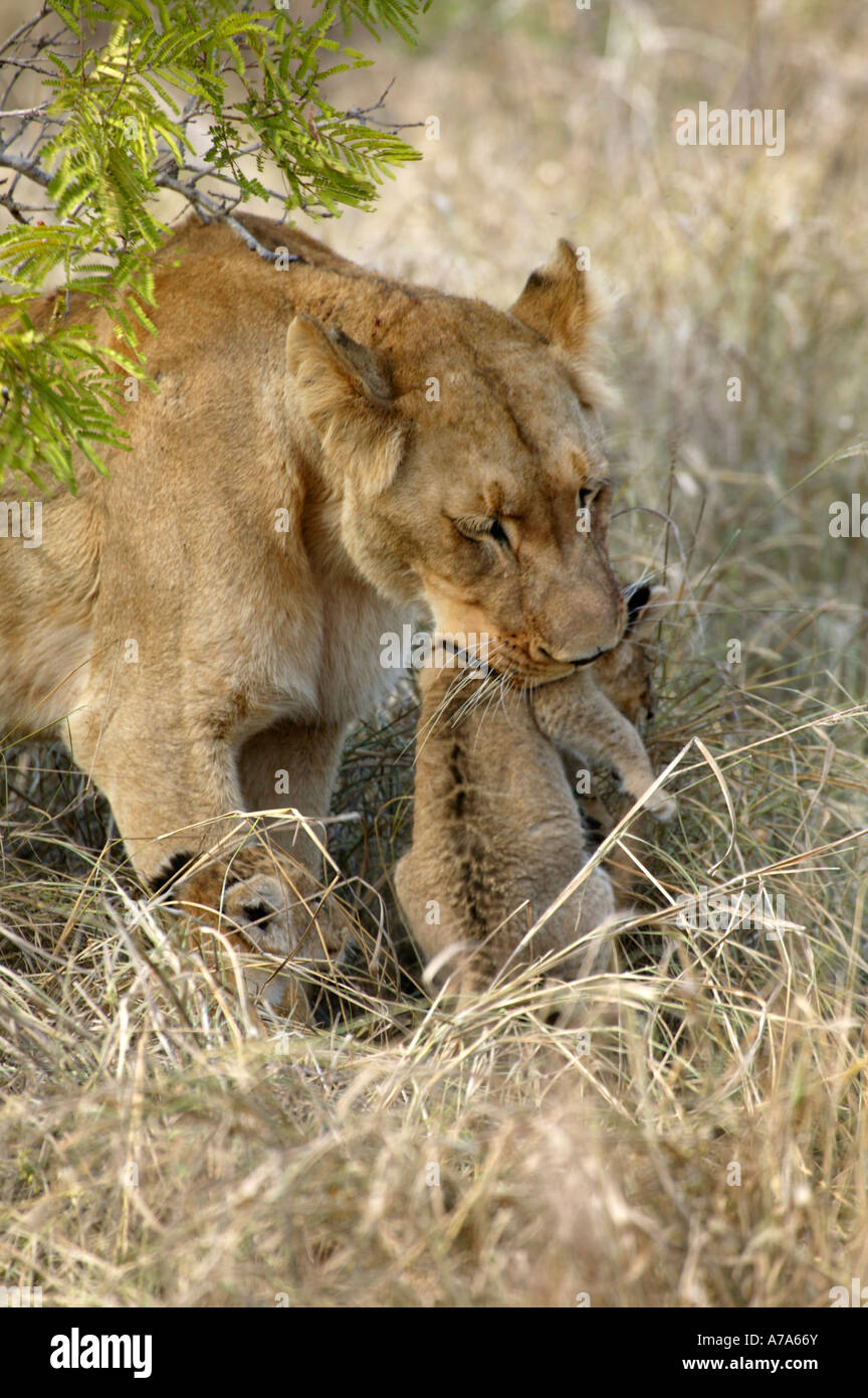 A lioness carefully picks its cub up by the nape of the neck while its ...