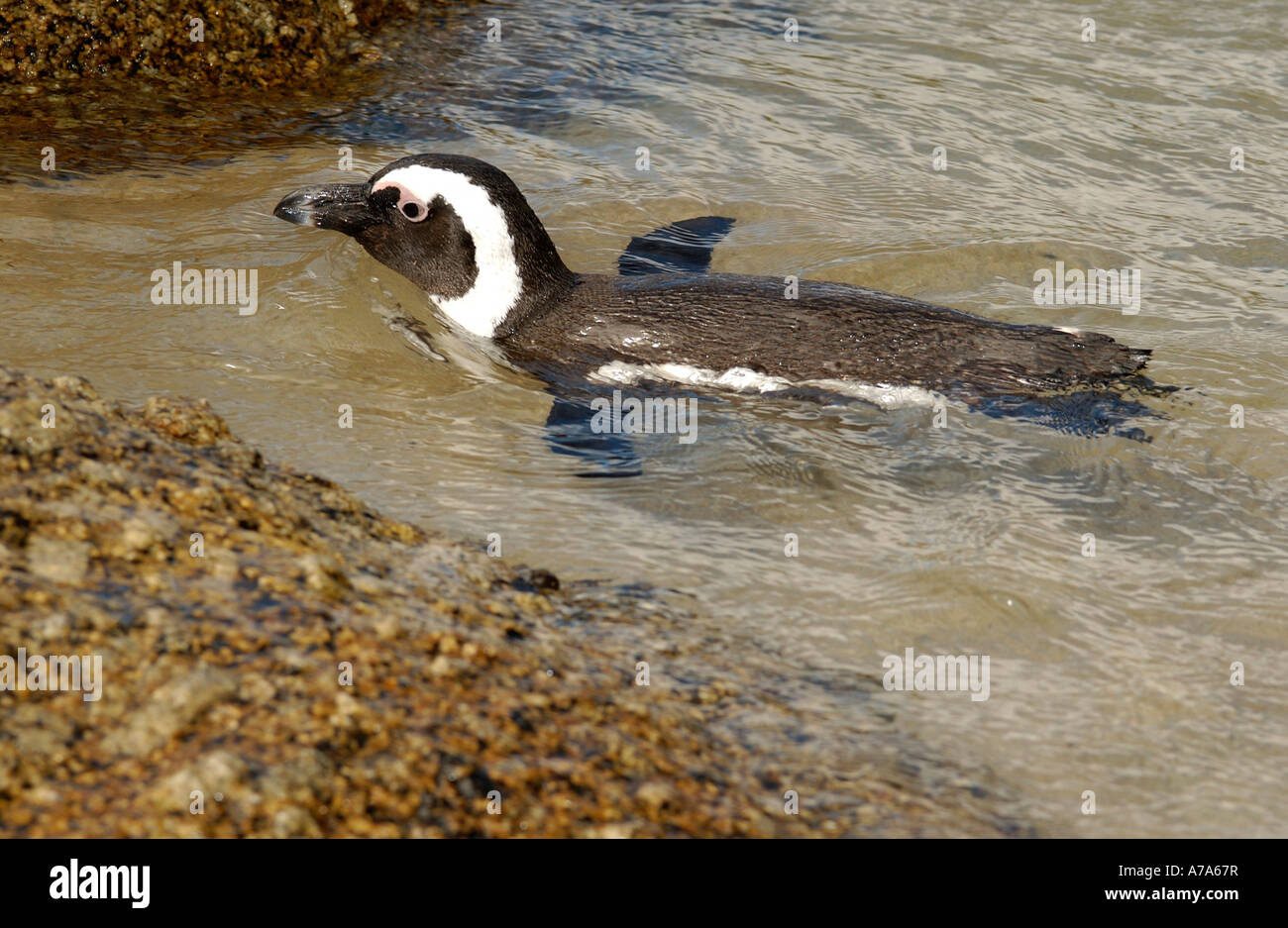 African Penguin swimming Simons Town Western Cape South Africa Stock ...