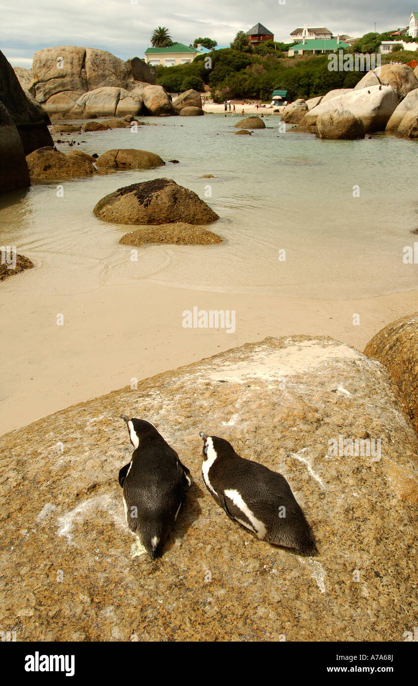 African Penguin pair sunning themselves on a rock Simons Town Western ...
