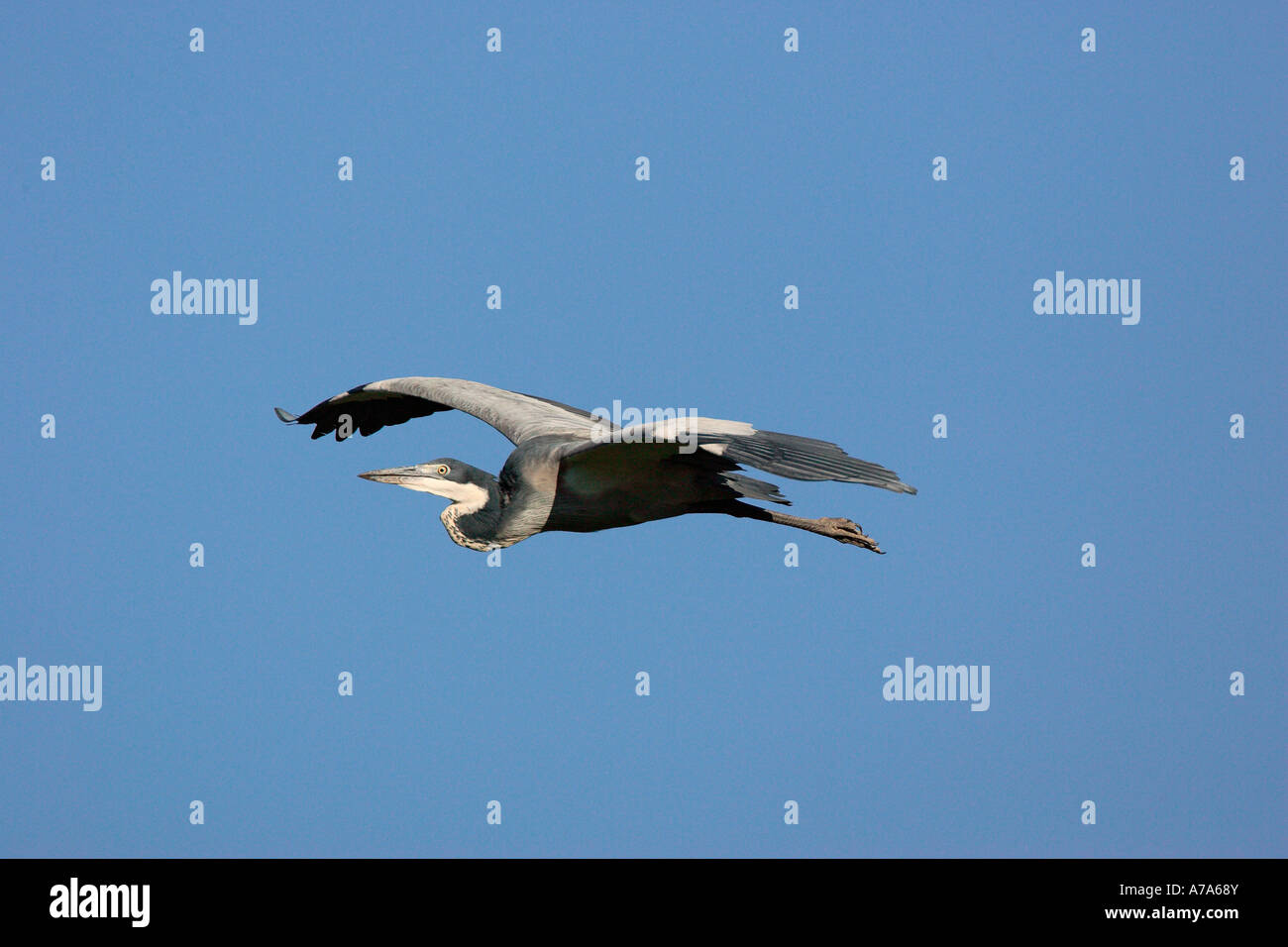 Blackheaded Heron in flight Midrand Eskom Dam Gauteng South Africa ...
