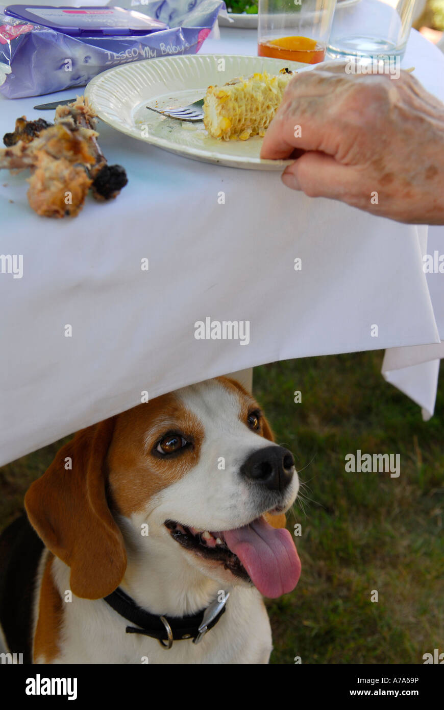 A dog waits under the table for food scraps to be fed to her, or ...