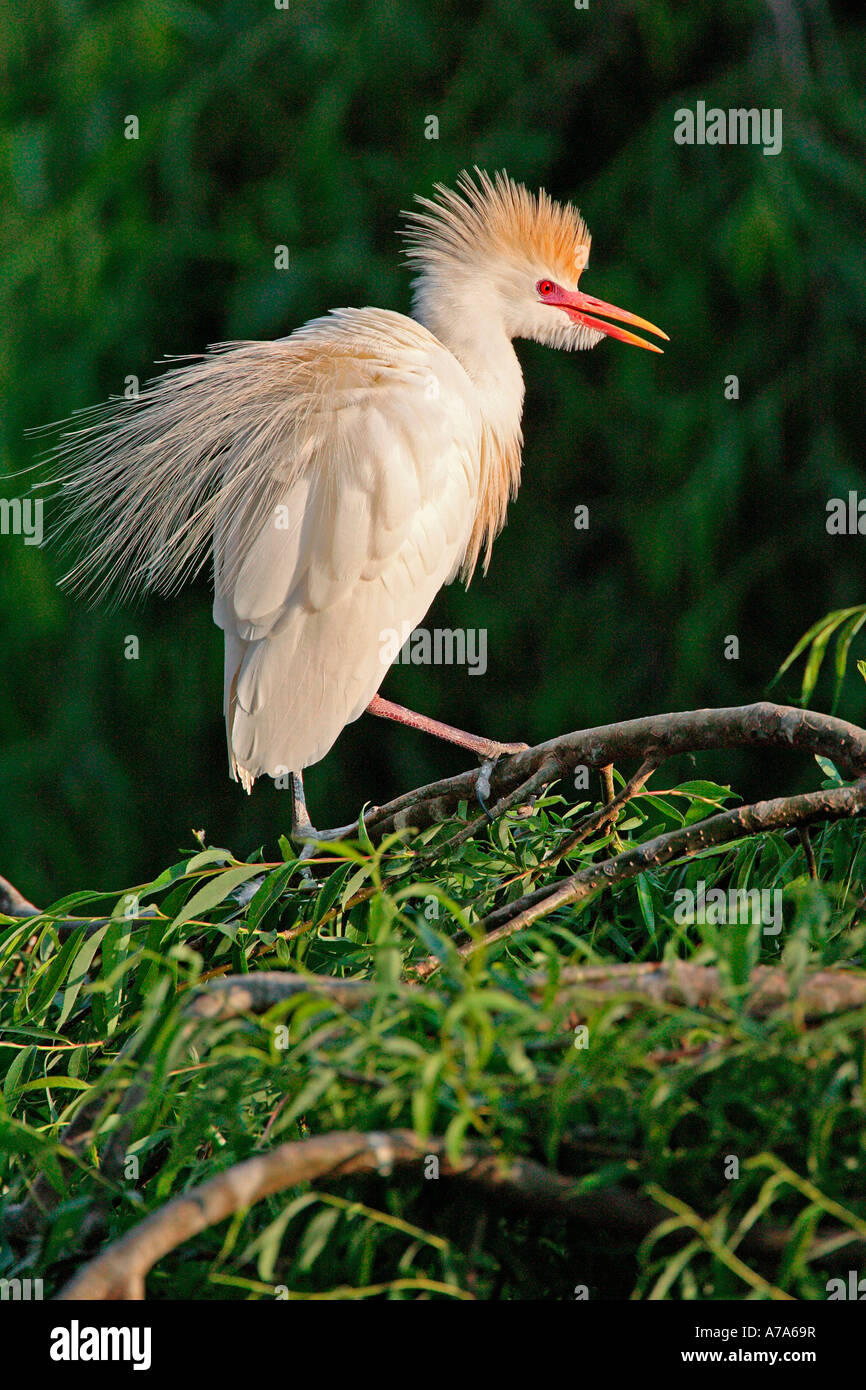 Cattle Egret in breeding plumage with erect crest President Ridge Bird ...