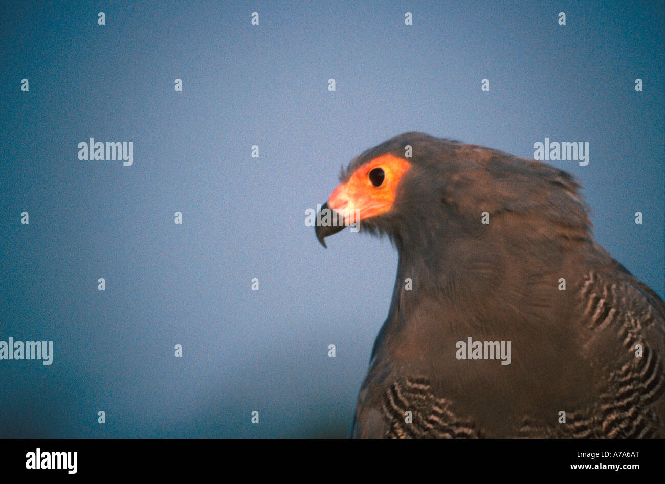 Gymnogene portrait Kruger National Park Mpumalanga South Africa Stock ...