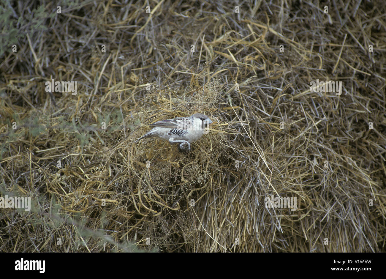 Sociable Weaver Philetairus socius On communal nest Namibia Stock Photo ...