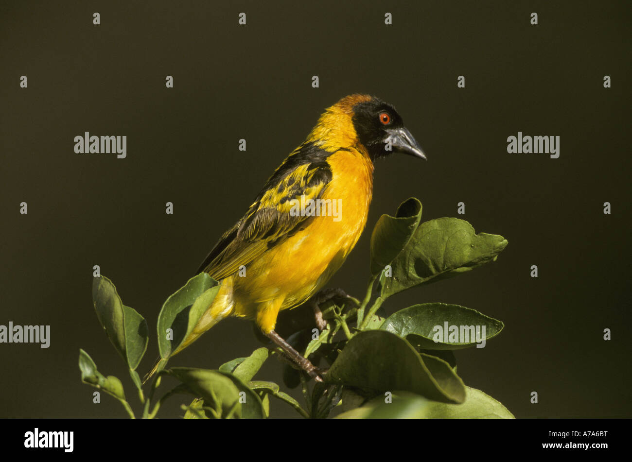 Village Weaver Ploceus cucullatus Stock Photo - Alamy