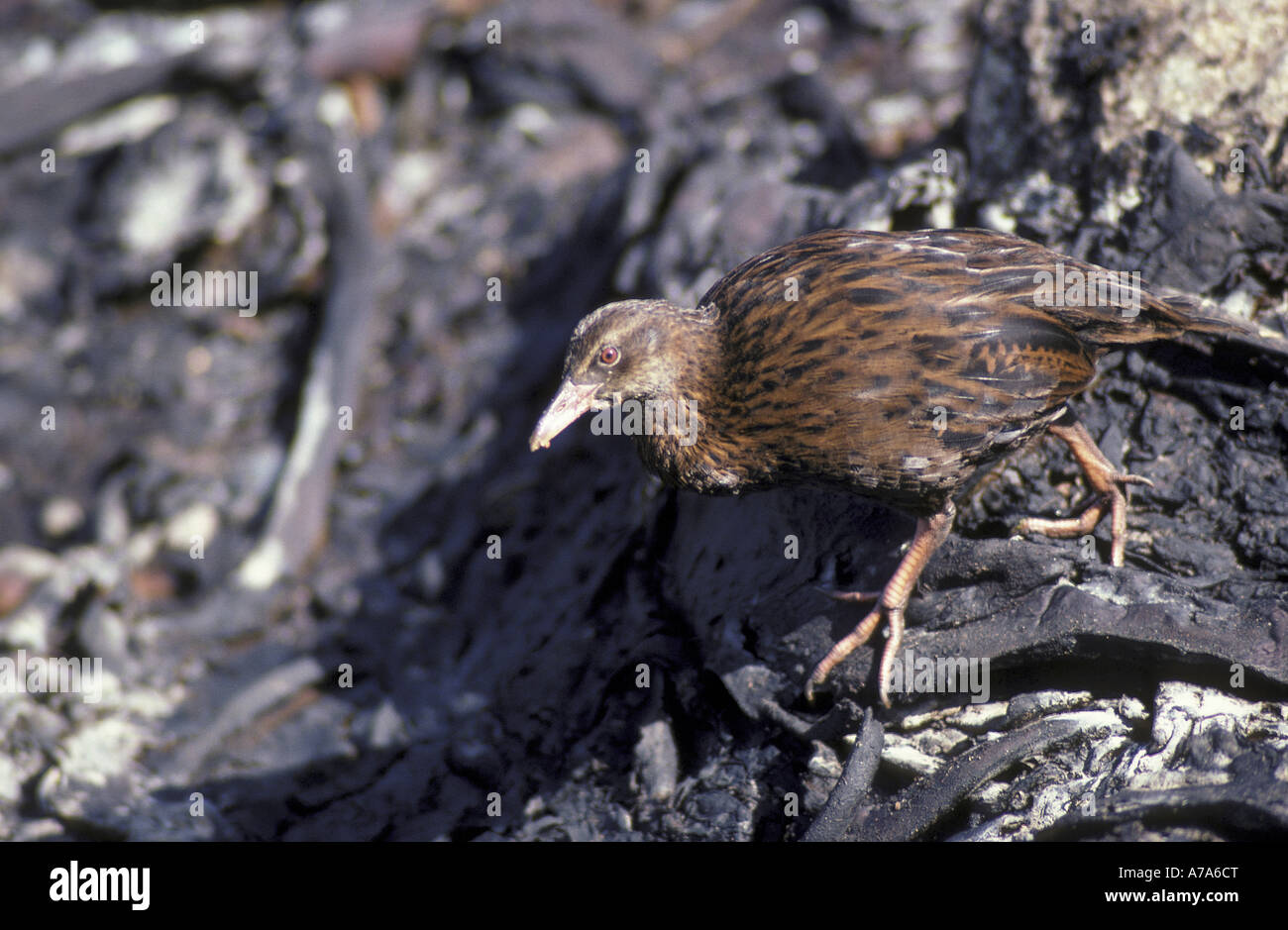Wekas hi-res stock photography and images - Alamy