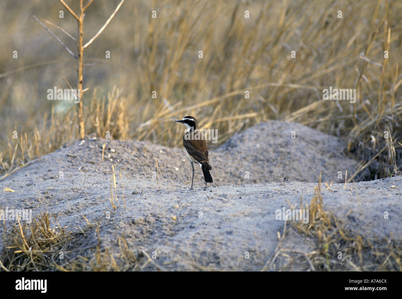 Capped Wheatear Oenanthe pileata Adult Zimbabwe Stock Photo - Alamy