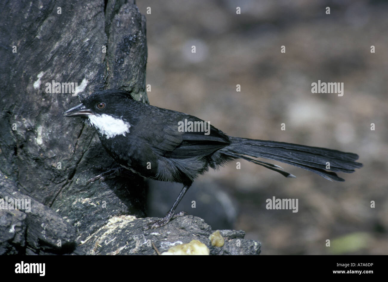 Whipbirds High Resolution Stock Photography and Images - Alamy