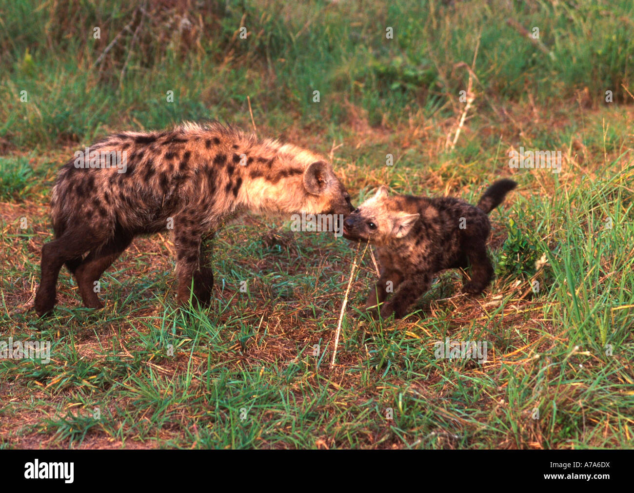 Spotted hyena cubs stick hi-res stock photography and images - Alamy