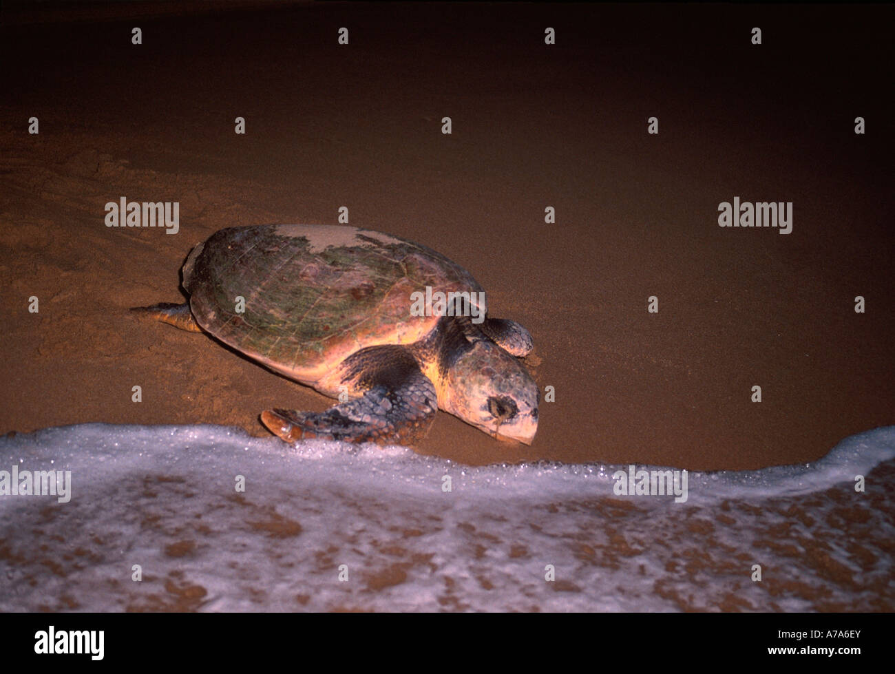 Leather back turtle heading back into the sea Kruger National Park ...