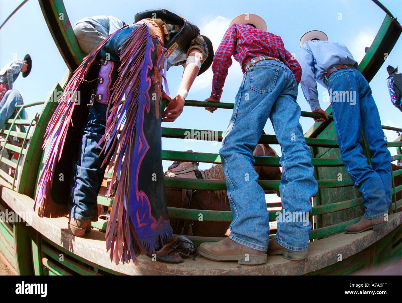 Cow wrangler hi-res stock photography and images - Alamy