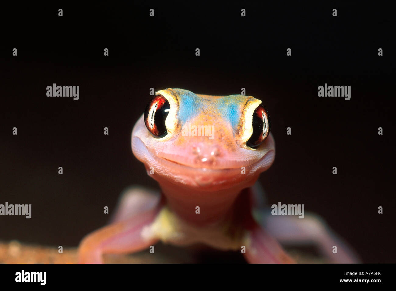 Gecko facing head on Kruger National Park Mpumalanga South Africa Stock ...
