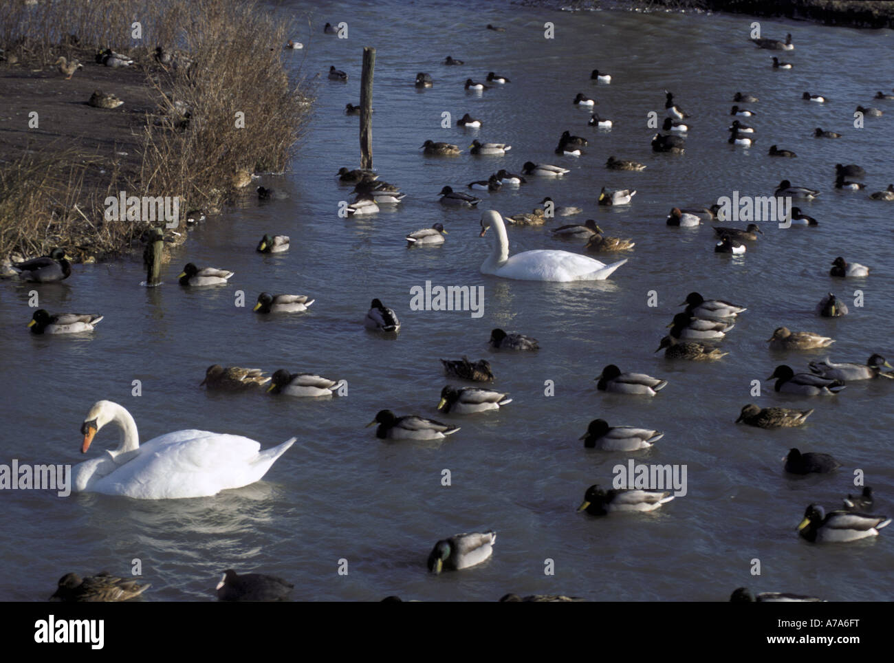 Mixed Wildfowl Mute Swans with Mallard and Tufted Ducks Stock Photo - Alamy
