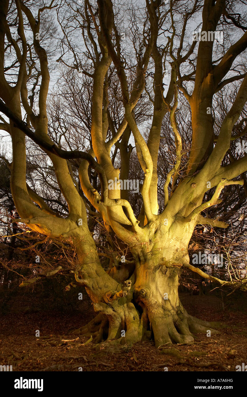 Ancient beech tree at night Forge Valley North Yorkshire UK Stock Photo ...