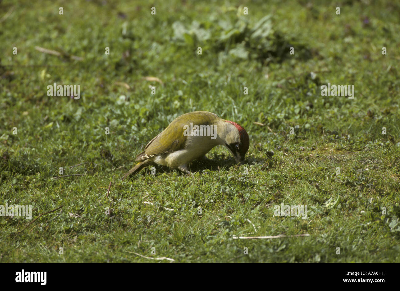 Bird probing for insects hi-res stock photography and images - Alamy