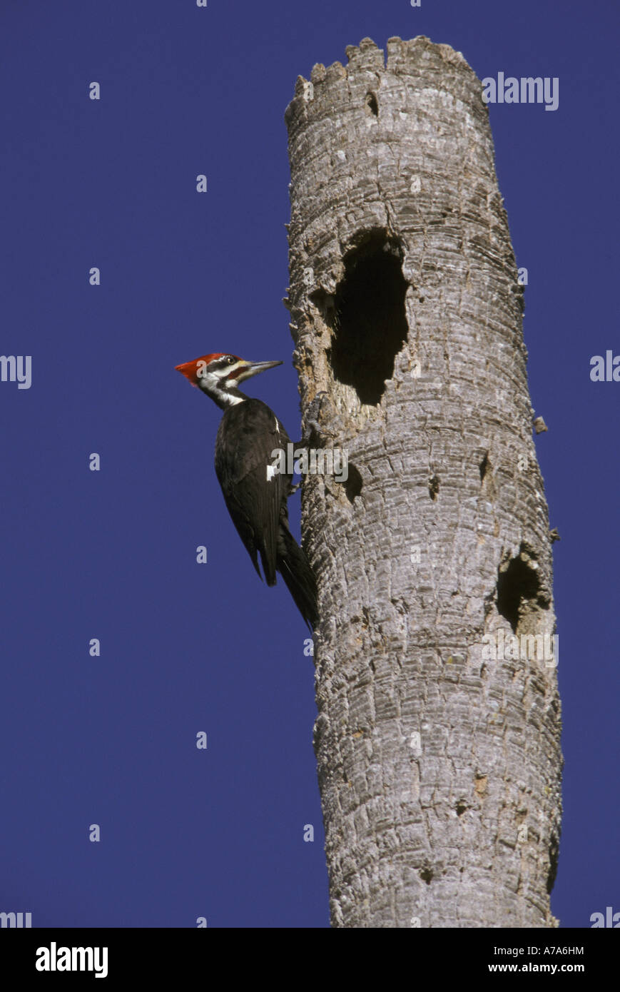 Pileated Woodpecker Dryocopus pileatus On tree USA Stock Photo - Alamy