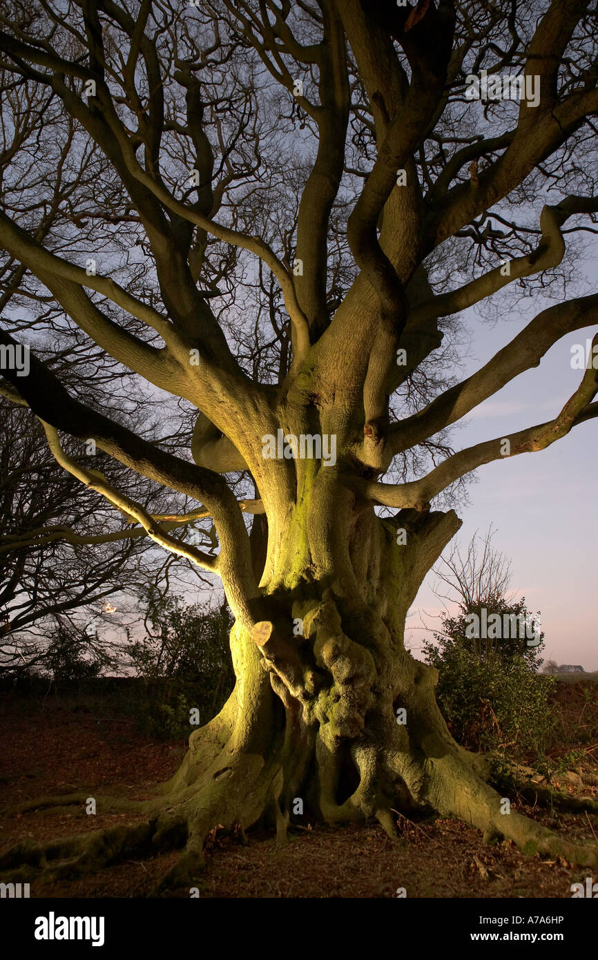 Ancient beech tree night forge hi-res stock photography and images - Alamy