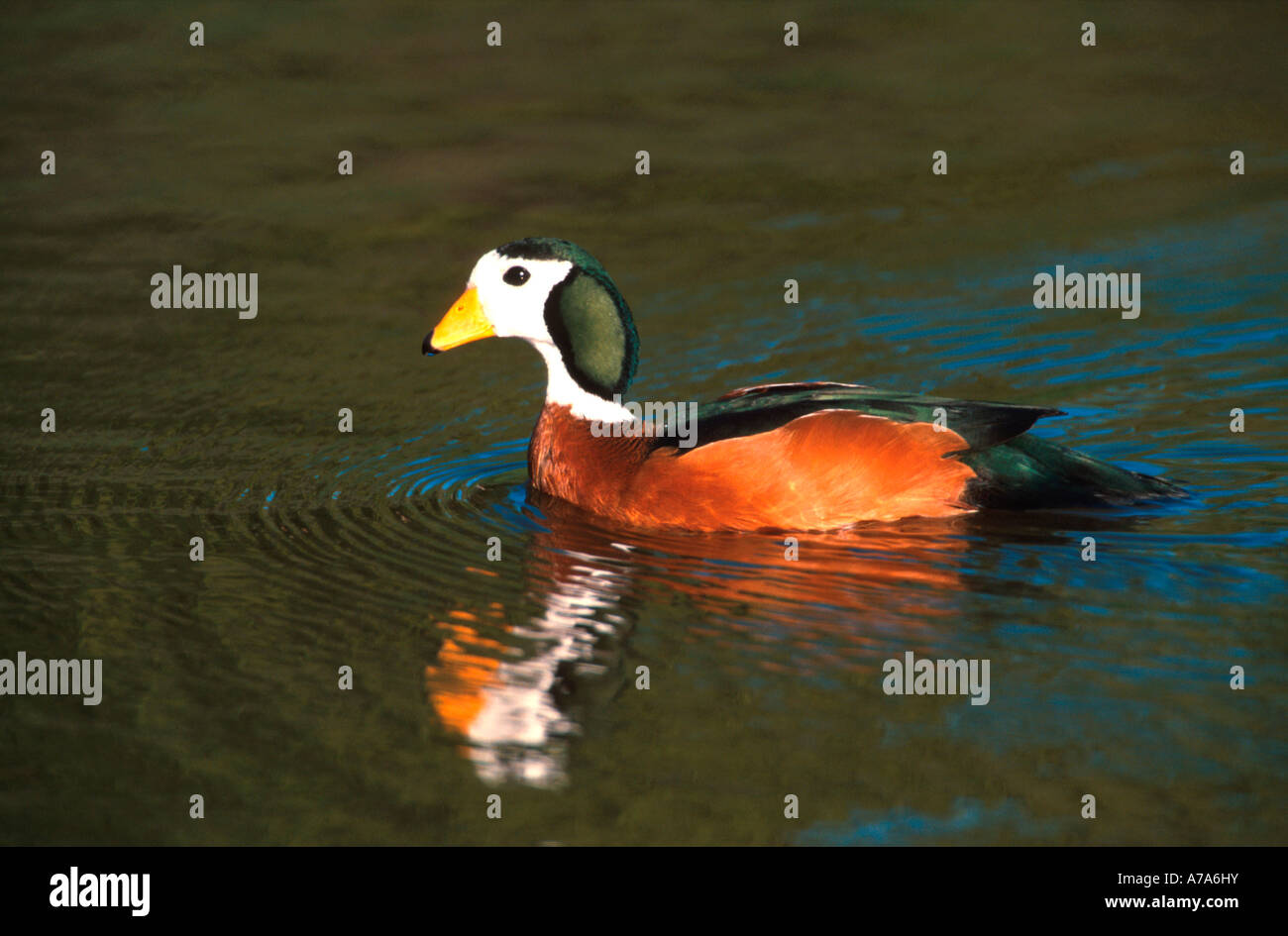 Pygmy goose birdlife South Africa Stock Photo - Alamy