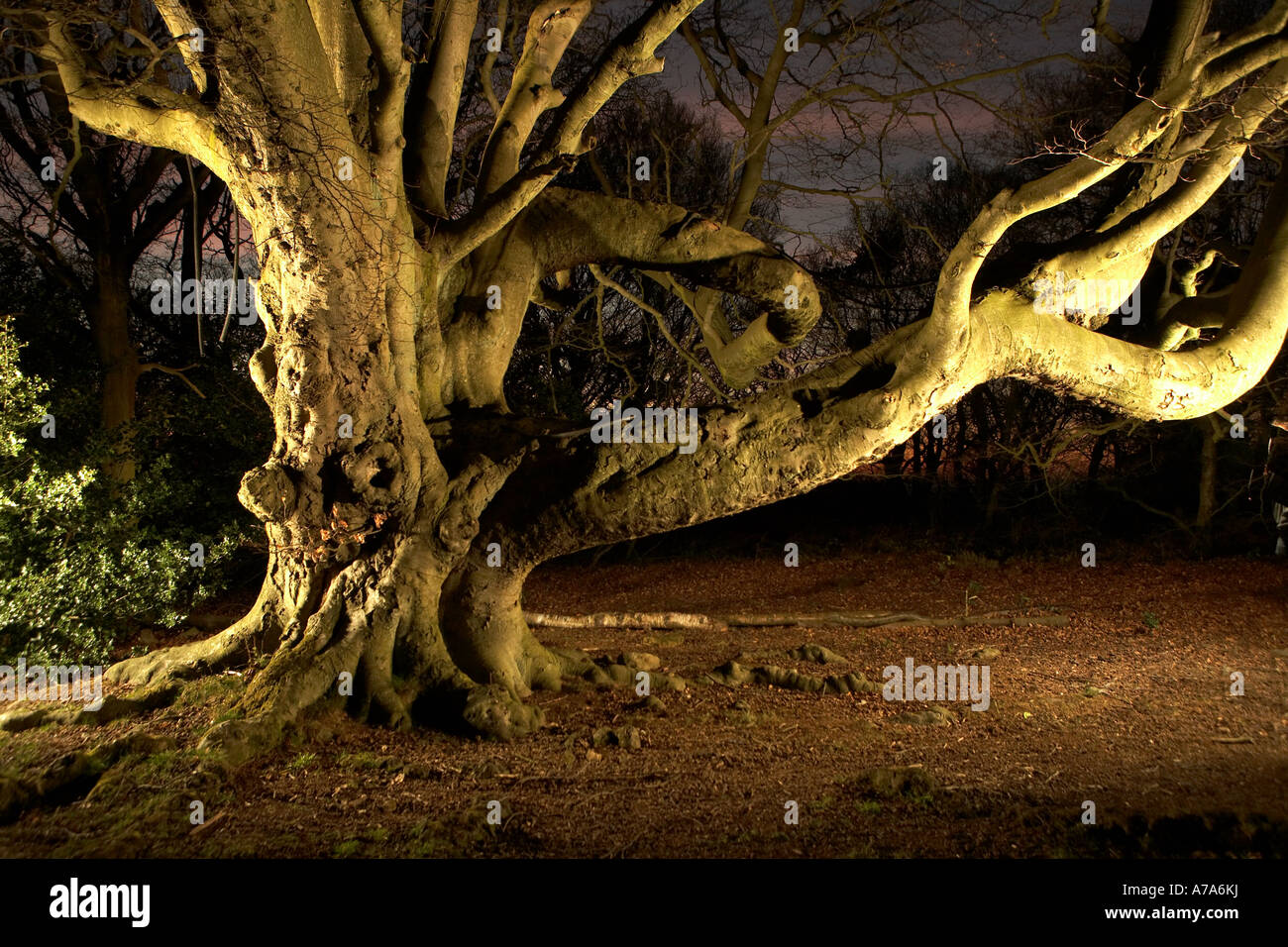 Ancient beech tree night forge hi-res stock photography and images - Alamy