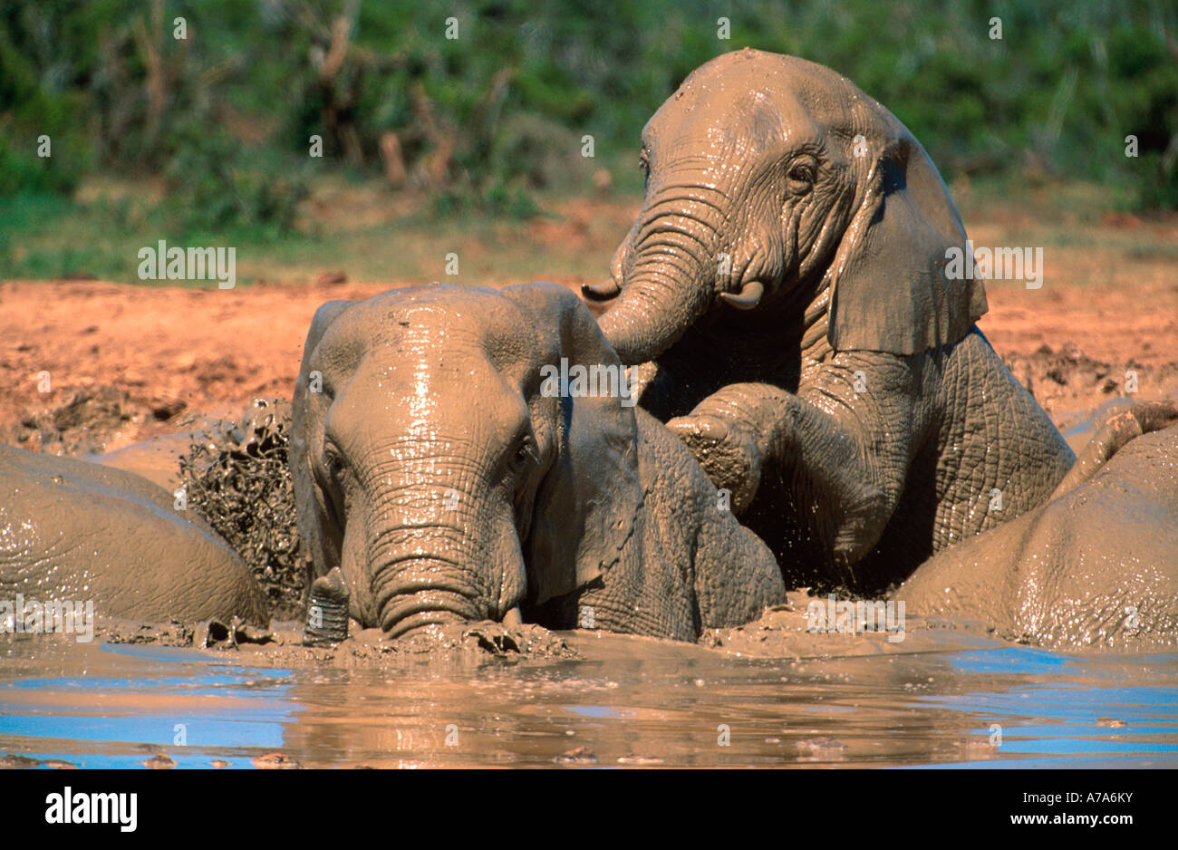 Elephants bull mounting female whilst having a mud bath Addo Elephant ...