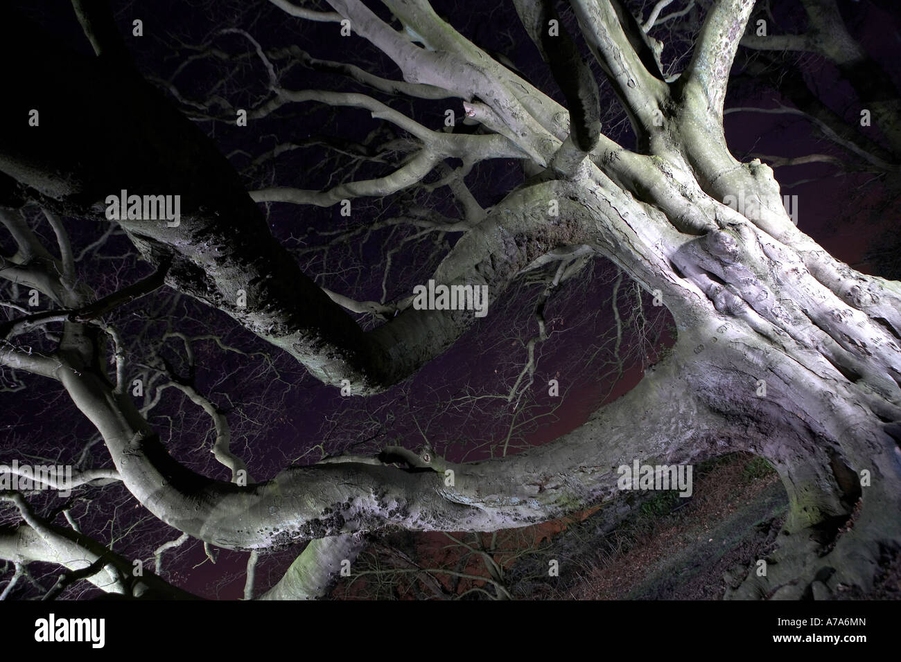 Ancient beech tree at night Forge Valley, North Yorkshire UK Stock ...