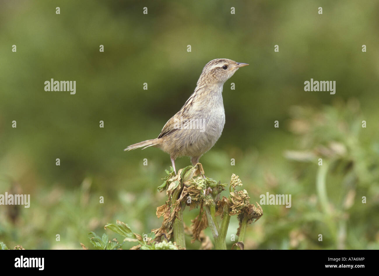 Grass Wren Cistothorus platensis Falklands Stock Photo - Alamy