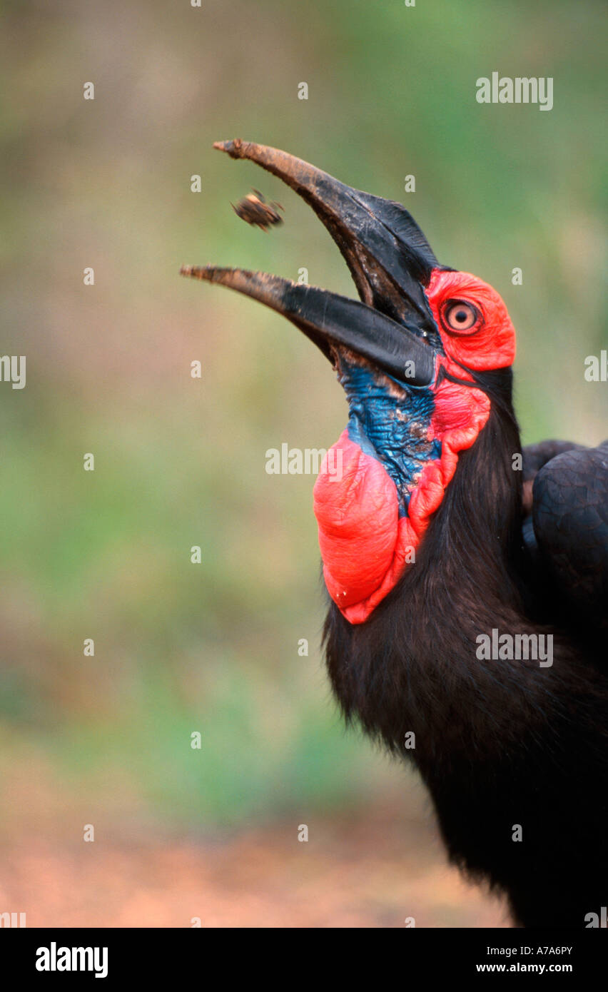 Insect catching bird hi-res stock photography and images - Alamy
