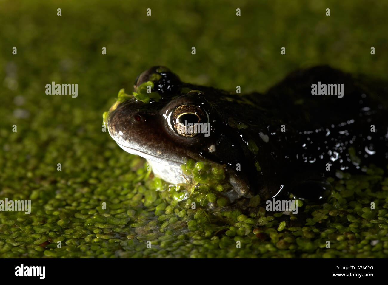 Common Frog Rana temporaria in Canadian duck weed at night Stock Photo ...