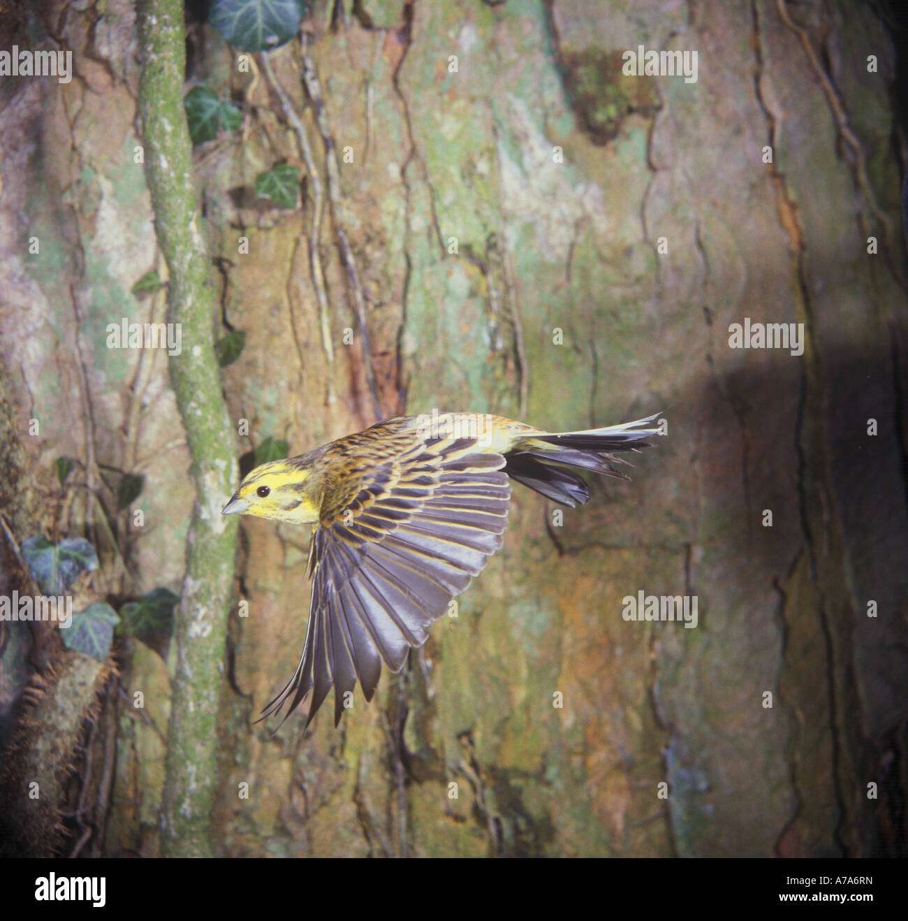 Flying yellowhammer hi-res stock photography and images - Alamy